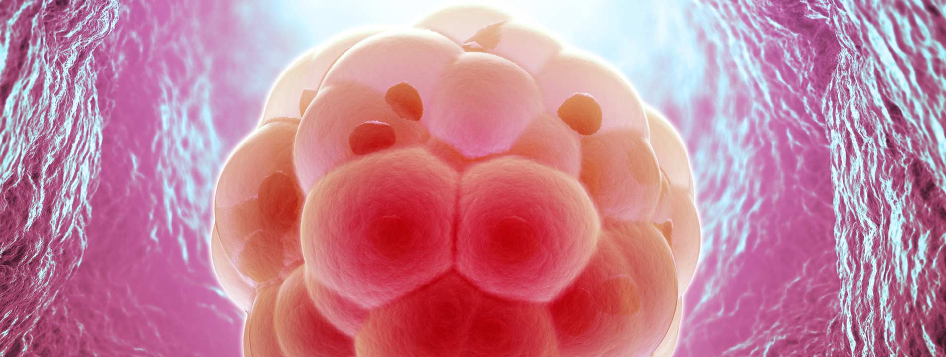 Assisted zona Hatching | Procedura vitro fecondazione artificiale Roma