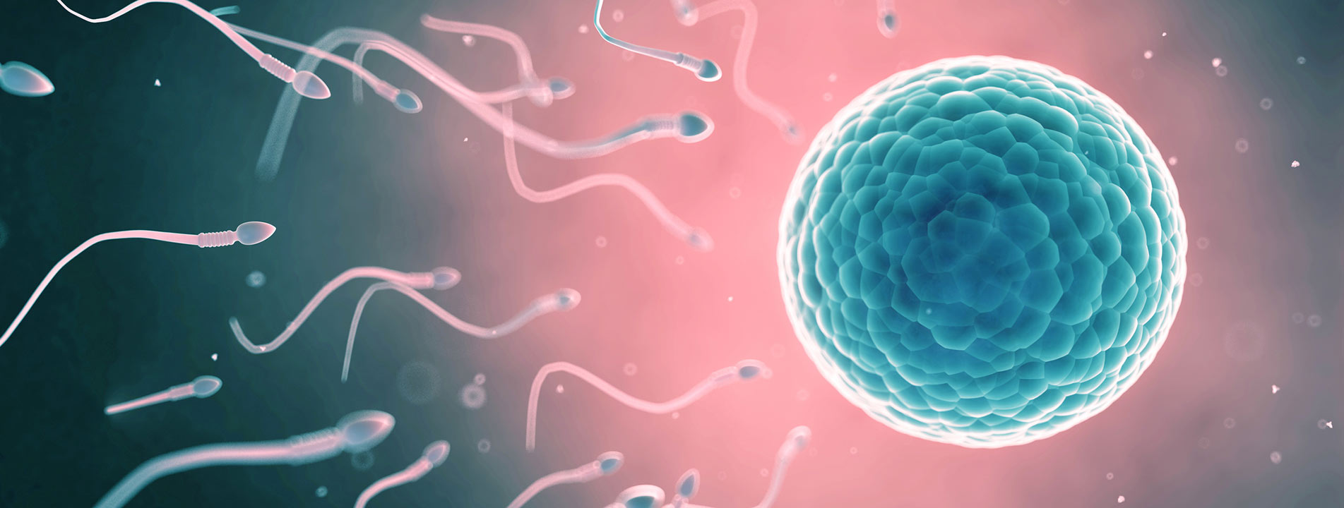 Tecnica Fecondazione Intrauterina | Inseminazione Artificiale ...