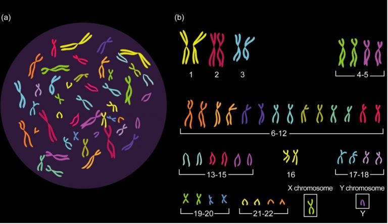 Cariotipo: cosa bisogna sapere?